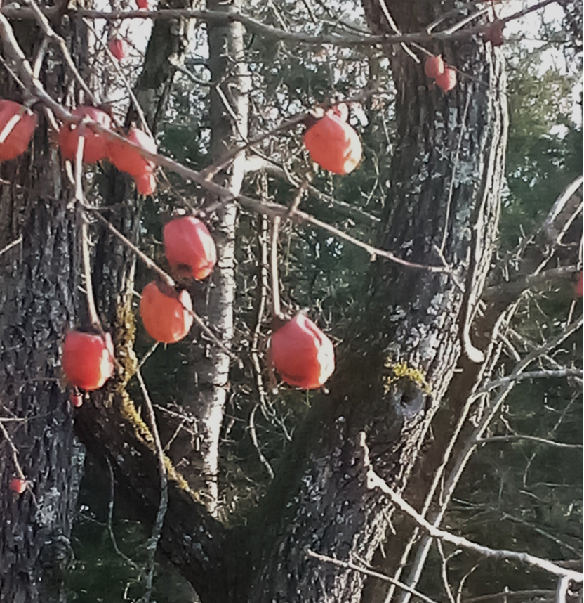 Pole, By: Hiram Larew - Poetry Catalog