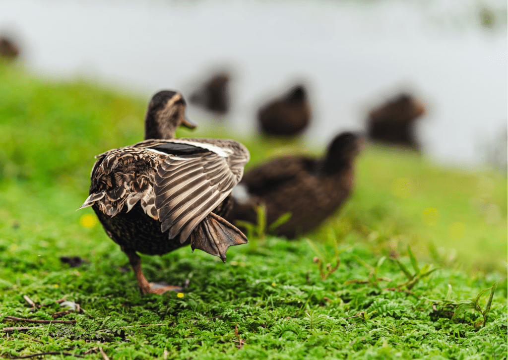Duckfeet, By: Mary Bone - Poetry Catalog