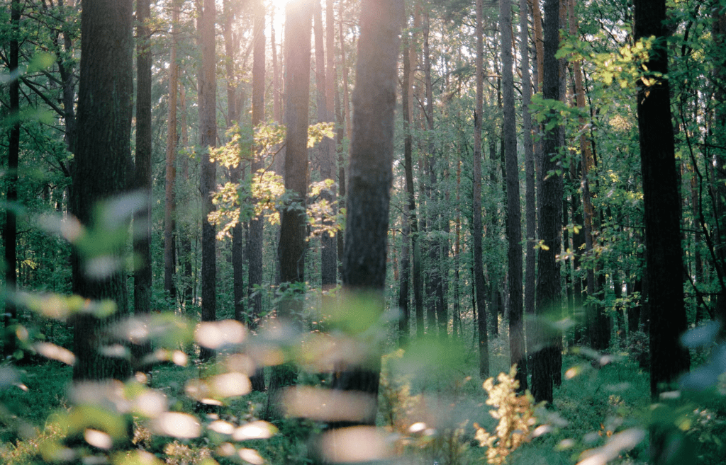 Not In The Lucid Intervals Of Life, By: William Wordsworth - Poetry Catalog